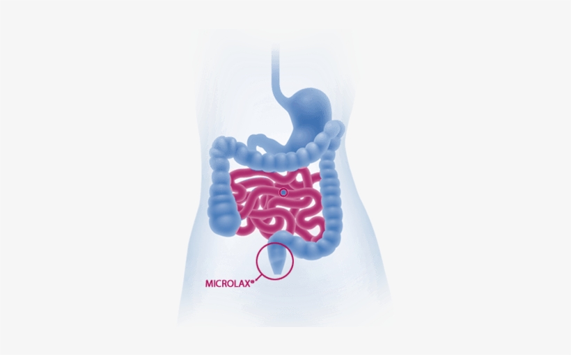 Digestion In The Small Intestine - Png Digestive System Png PNG Image ...