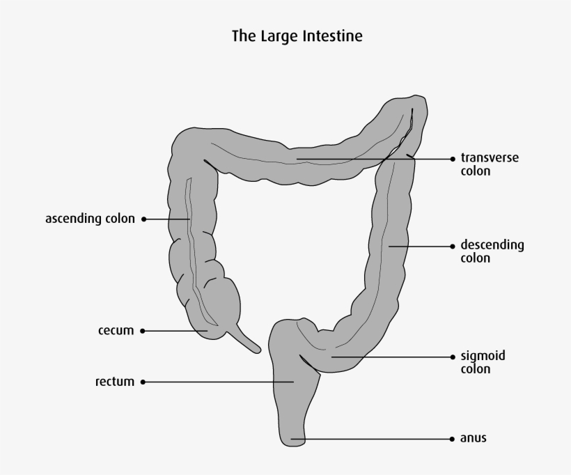 Large Intestine Diagram Unlabeled