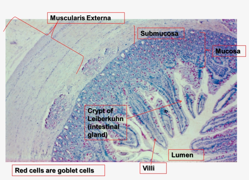 Small Intestine Slide - Map PNG Image | Transparent PNG Free Download ...