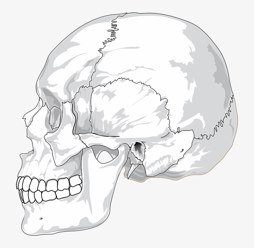 Skull Side Png - Human Skull Side View PNG Image | Transparent PNG Free ...