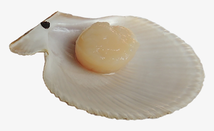 Half Shell Bay Scallops - Scallop PNG Image | Transparent PNG Free ...