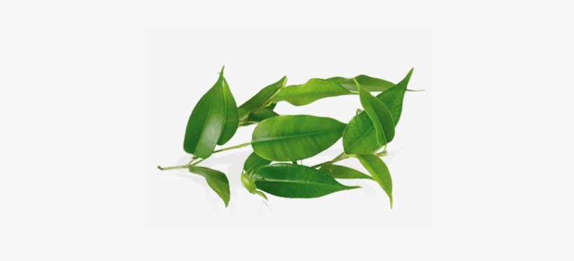 Tea Tree Oil PNG Image | Transparent PNG Free Download on SeekPNG