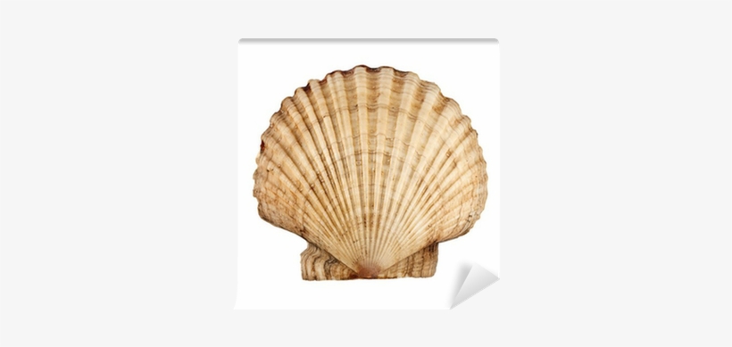 Shell PNG Image | Transparent PNG Free Download on SeekPNG