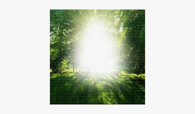 Download Forest Frame Png | Transparent PNG Download | SeekPNG