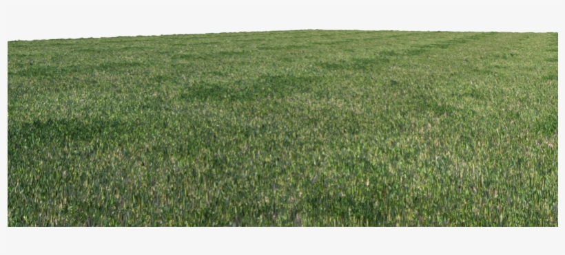 Download Grass Blade Texture Png Download - Grass Png Render ...