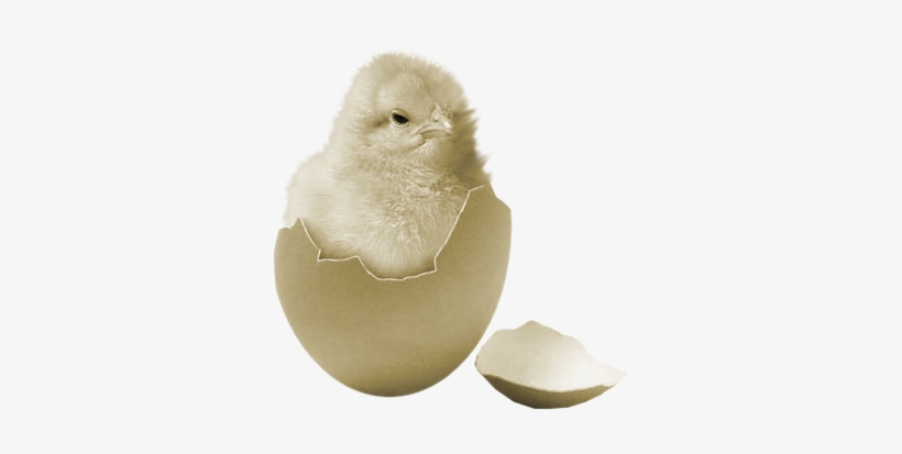 Photo Zpse5de4bb3 - Poussin Png PNG Image | Transparent PNG Free ...