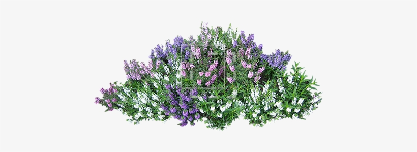 Clovers - Bush Of Flowers Png PNG Image | Transparent PNG Free Download ...