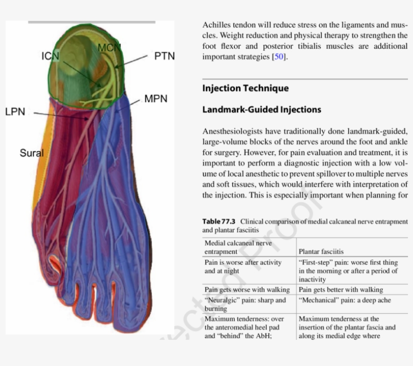 10 Sensory Map Of The Calcaneal And Plantar Nerves - Foot Nerve Map PNG ...