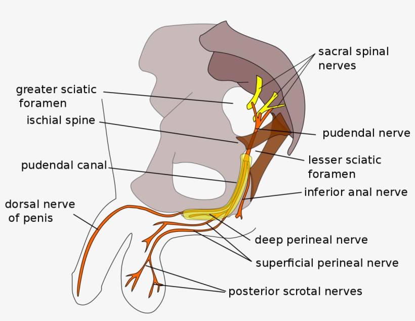 Pudendal Nerve PNG Image | Transparent PNG Free Download on SeekPNG