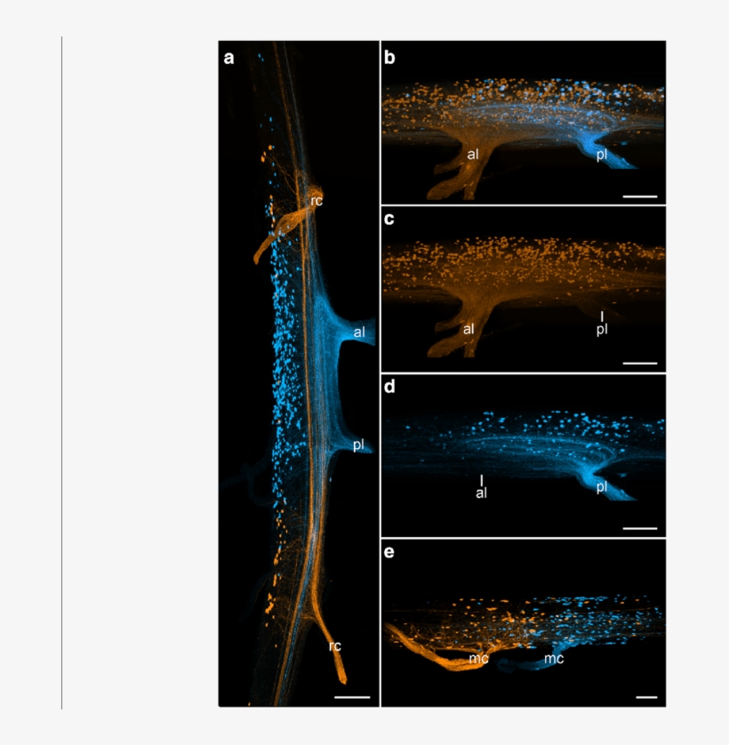 Retrograde Tracing Of Nerves Associated With The Ventral - Retrograde ...