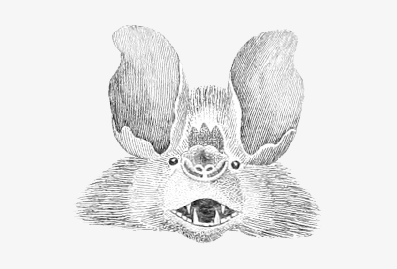 Phyllostoma Obscurum Bat Head, Bat Head Black White - Bat PNG Image ...