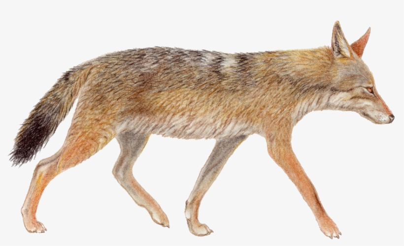 Jackal, Coyote Png - Jackal PNG Image | Transparent PNG Free Download ...