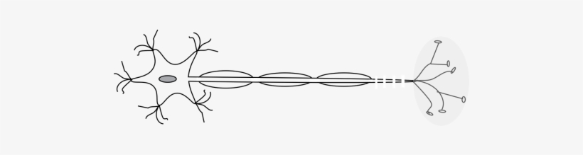 Motor Cell,dendrite,brain, - Neuron PNG Image | Transparent PNG Free ...