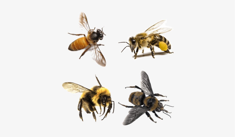 Bees - Many Legs Do Bees Have PNG Image | Transparent PNG Free Download ...