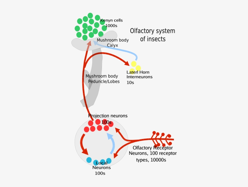 Olfactory Pathway Insects - Olfactory Pathway PNG Image | Transparent ...