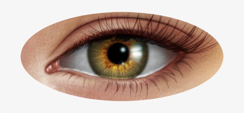 Download Human Eye Png - Tutorial | Transparent PNG Download | SeekPNG