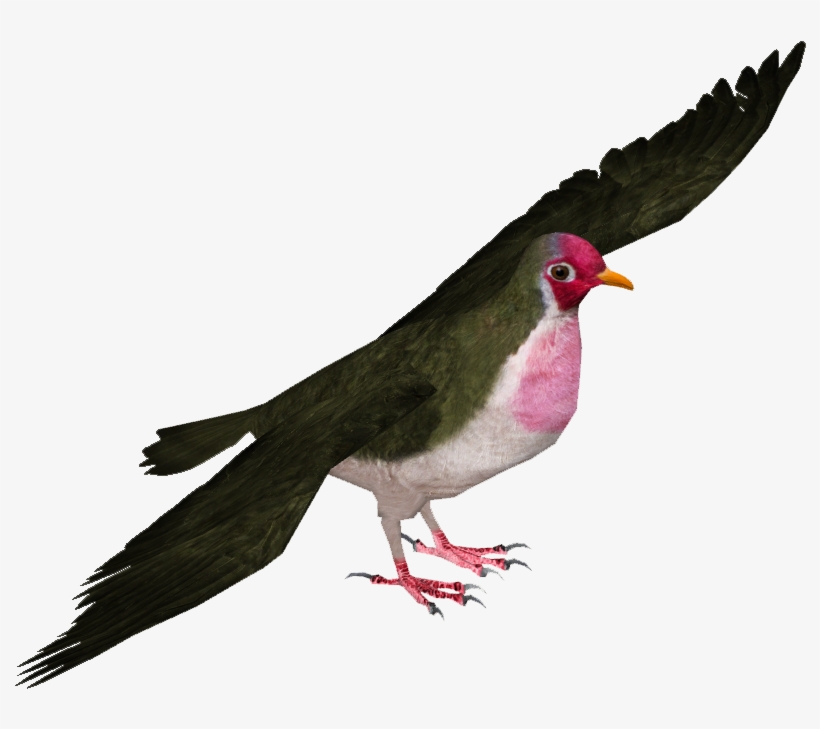 Jambu Fruit Dove - Common Gallinule PNG Image | Transparent PNG Free ...