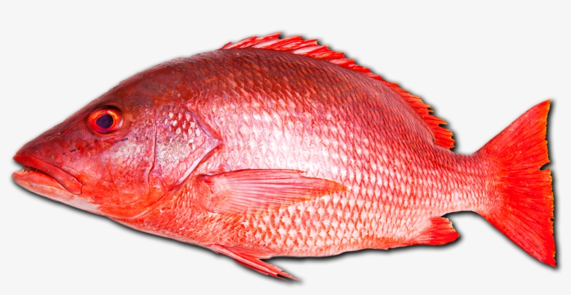 Northern Snapper Seafood Vermilion - Red Fish Png PNG Image ...
