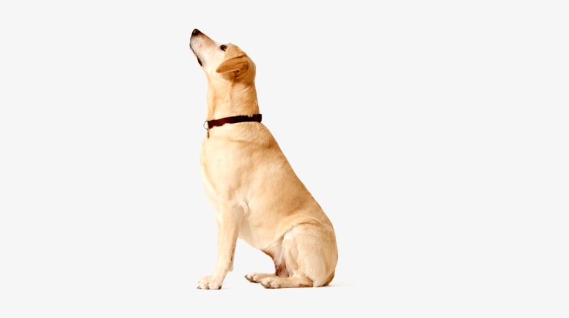 Dog On Hind Legs Png - Dog On Two Legs Transparent PNG Image ...