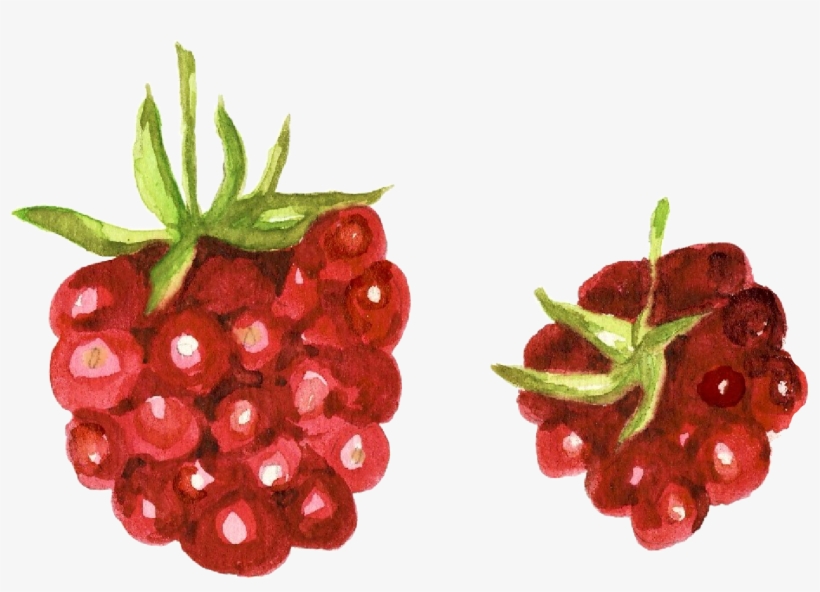 Watercolor Raspberries - Raspberry Watercolor Png PNG Image ...