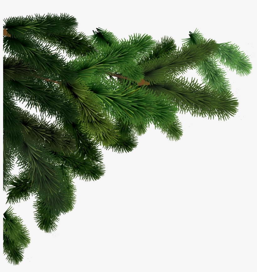 Fir-tree Png Image - Fir Branches Png PNG Image | Transparent PNG Free ...