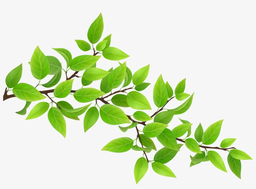 Branch Png PNG Image | Transparent PNG Free Download on SeekPNG