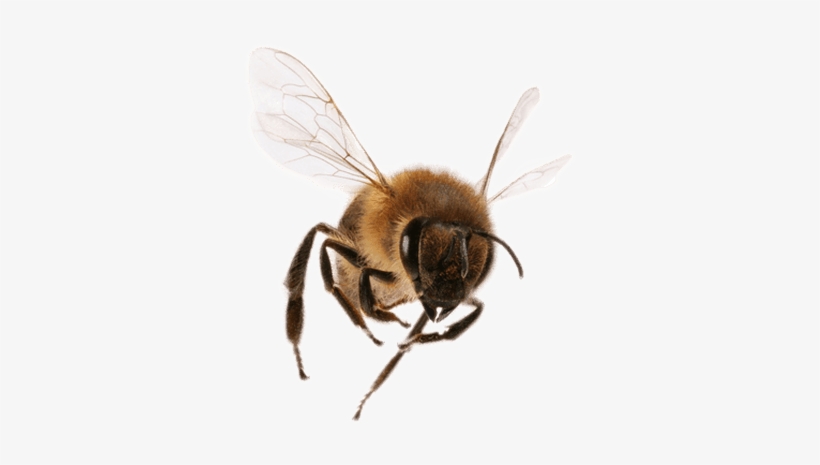 Bee Png Image - Bee Flying PNG Image | Transparent PNG Free Download on SeekPNG