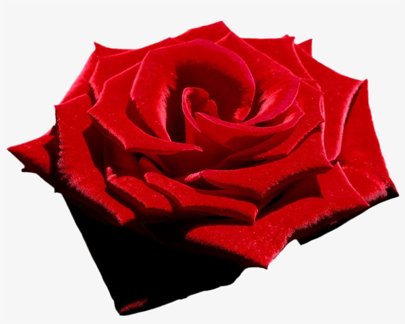 Full Size - Velvet Rose Clip Art PNG Image | Transparent PNG Free ...