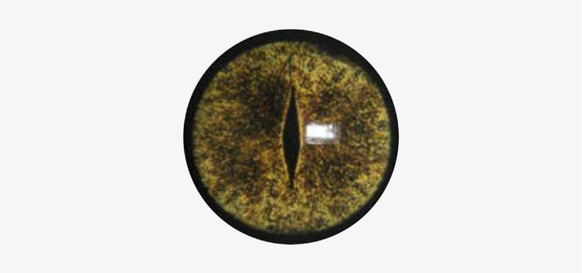 Alligator Eyes PNG Image | Transparent PNG Free Download on SeekPNG