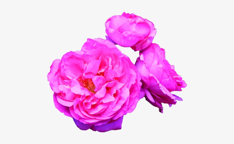 Pink Rose Png Multi Transparent Botany - Transparent Overlay Flower PNG ...
