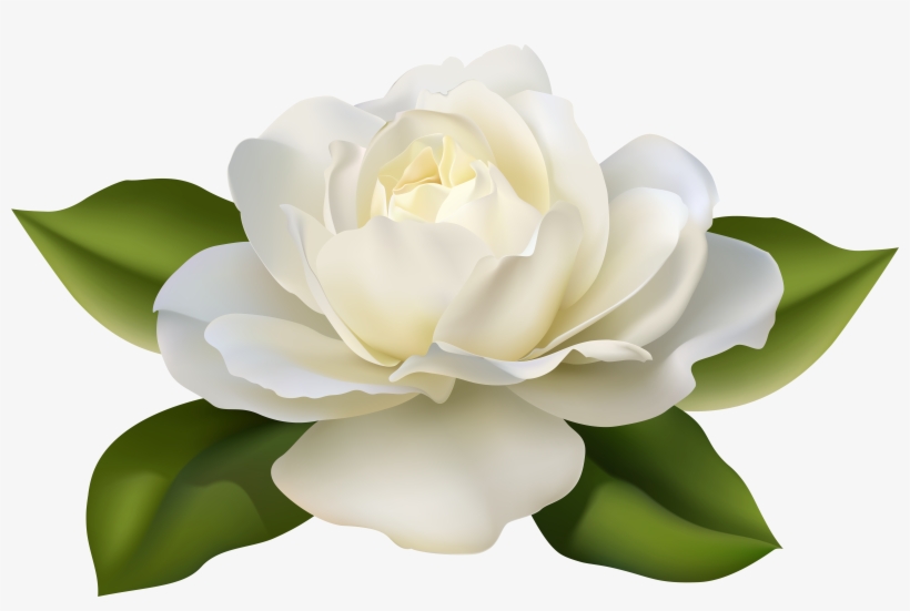Flower Png Pale PNG Image | Transparent PNG Free Download on SeekPNG