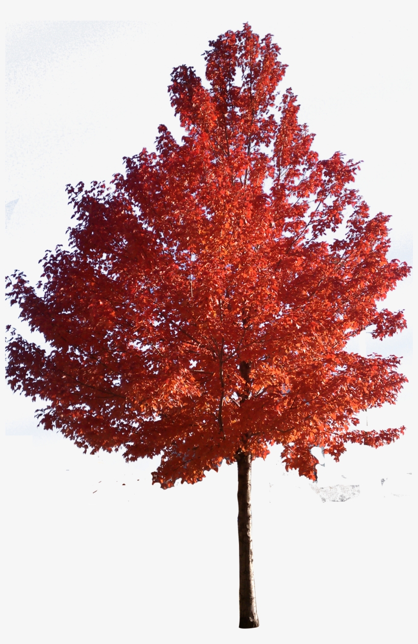 Red Maple Japanese Maple Sugar Maple Tree Clip Art - Red Maple Tree Png ...