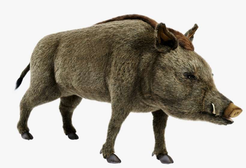 Download Wild Boar Boar Png | Transparent PNG Download | SeekPNG
