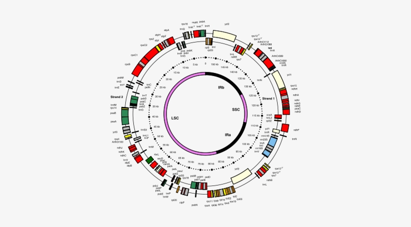The 154 Kb Chloroplast Dna Map Of A Model Flowering - Wikipedia PNG ...