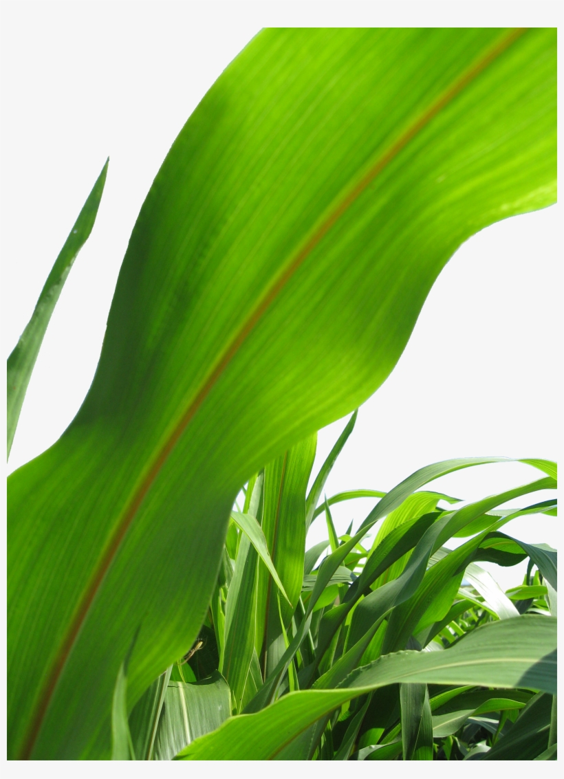 Leave A Reply Cancel Reply - Corn Leaf PNG Image | Transparent PNG Free ...