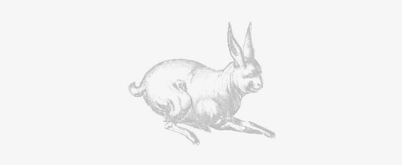 Lepus - Sketch PNG Image | Transparent PNG Free Download on SeekPNG
