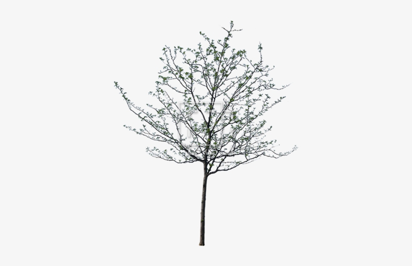 Download Cutout Tree - Cut Out Tree Png | Transparent PNG Download ...