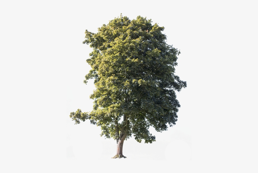 Acer Campestre - Cutout Trees - Large Tree Cutout PNG Image ...