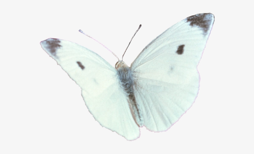 Download Download The Original Size Of This Photo - White Butterfly Png ...