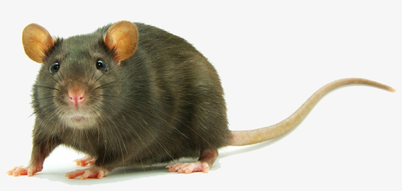 Rat Png Clipart - Rat Psd PNG Image | Transparent PNG Free Download on ...