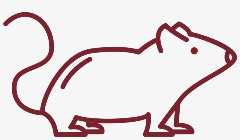 Rodent Tips - Vector Graphics PNG Image | Transparent PNG Free Download ...