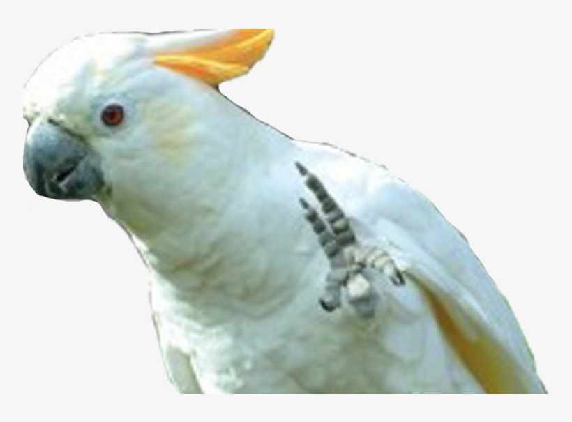 Download Transparent Cockatoo | Transparent PNG Download | SeekPNG