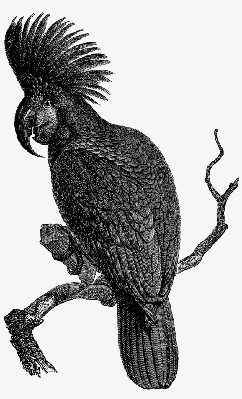 This Is A Beautifully Detailed Digital Bird Image Download - Termcap ...