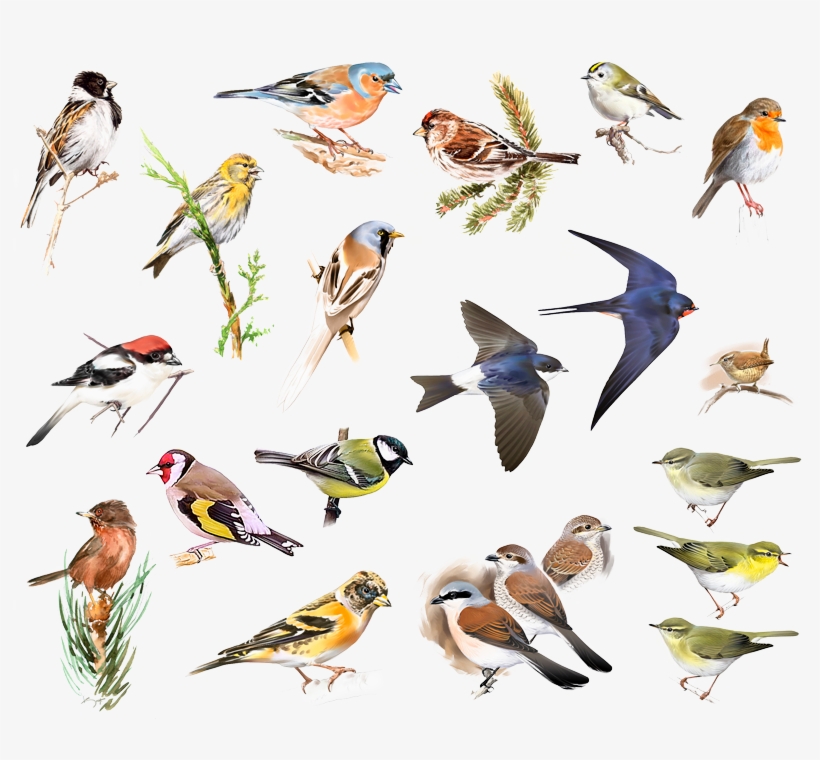 Aves - Bird PNG Image | Transparent PNG Free Download on SeekPNG