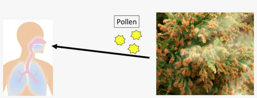 When Pollen Invades The Body From Mucous Membranes - News PNG Image ...