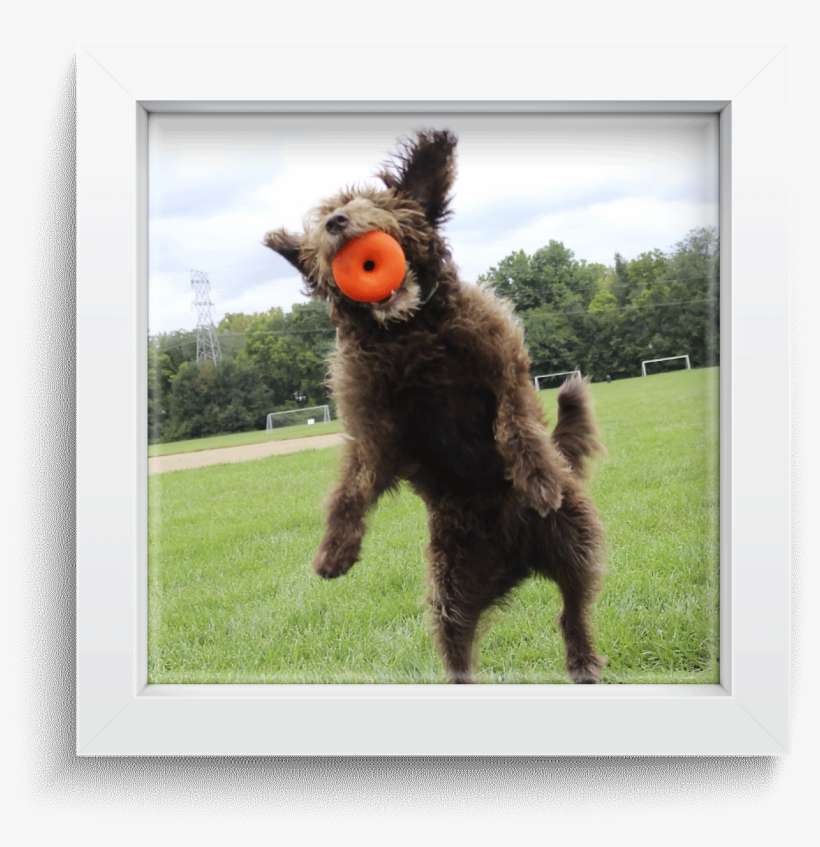 Congratulations To The September Ruff Dawg Of The Month - Dog Toy PNG ...