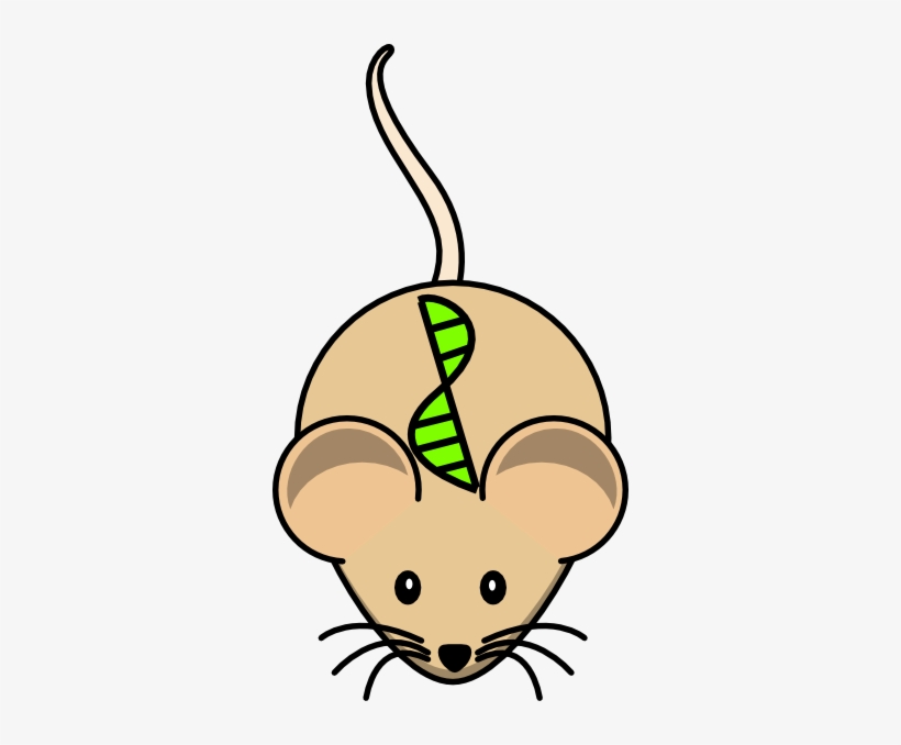 Download Transgenic Mouse Svg Clip Arts 324 X 598 Px | Transparent PNG ...