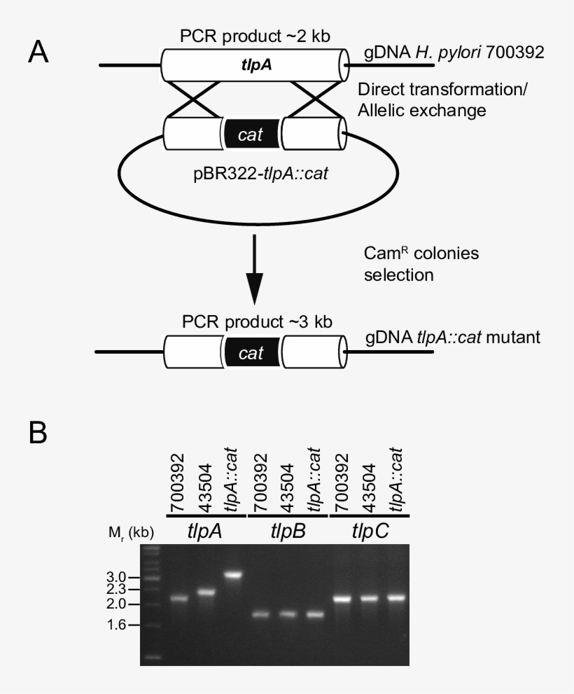 Construction Of The Tlpa - Diagram PNG Image | Transparent PNG Free ...