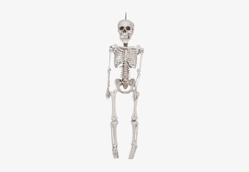 Micro Skeleton 12" - Hanging Skeleton Halloween Prop PNG Image ...
