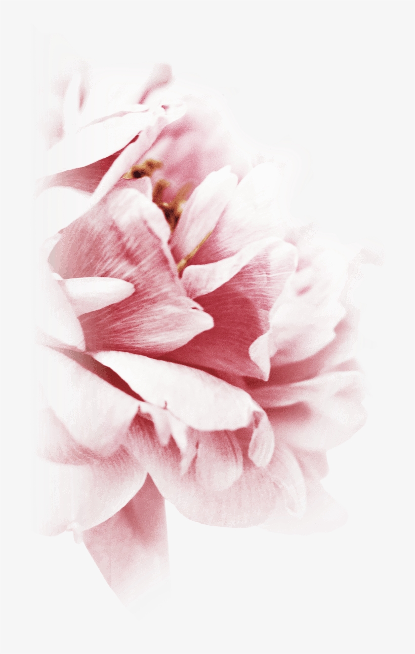 The Expression Of A New Femininity - Peony PNG Image | Transparent PNG ...